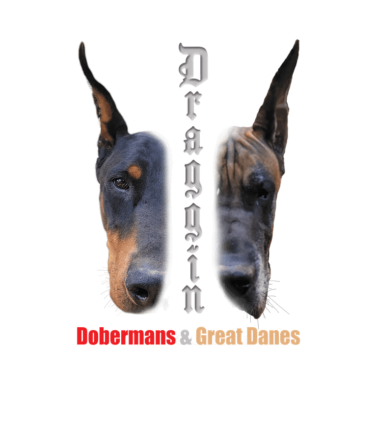 Discovering the Perfect Doberman and Great Dane Puppy for Your Family ...